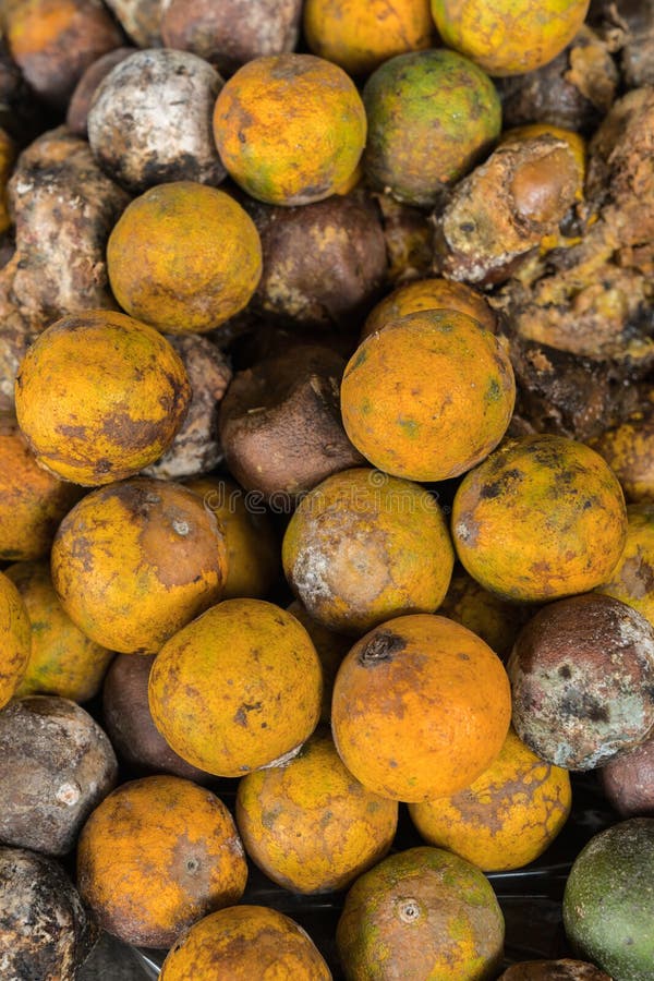 Rotten orange stock photo. Image of closeup, moldy, unhealthy - 97287834