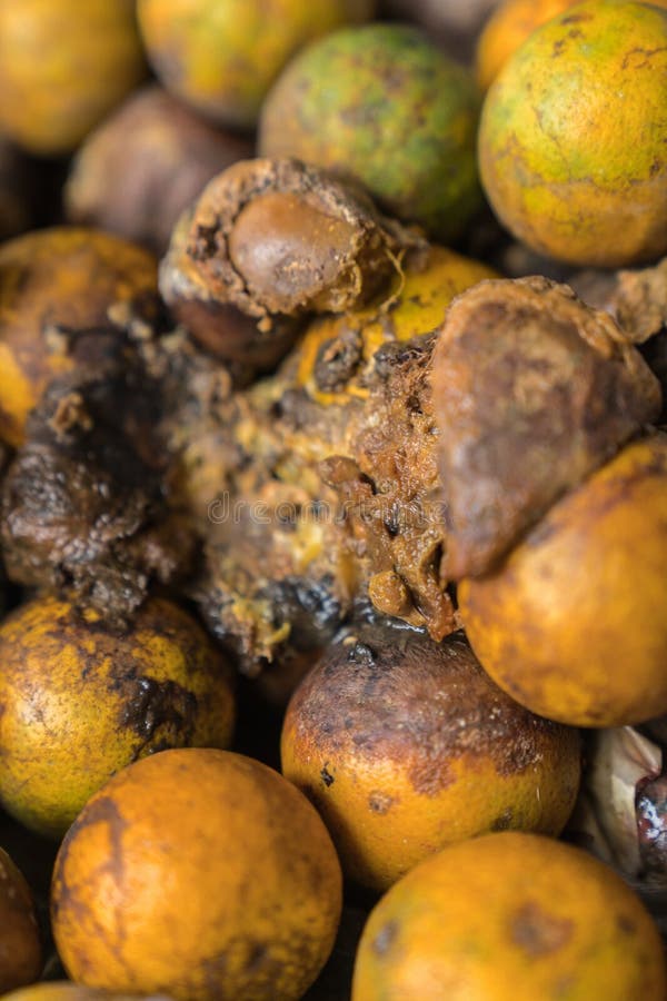 Rotten orange stock photo. Image of unhealthy, tropical - 97287956