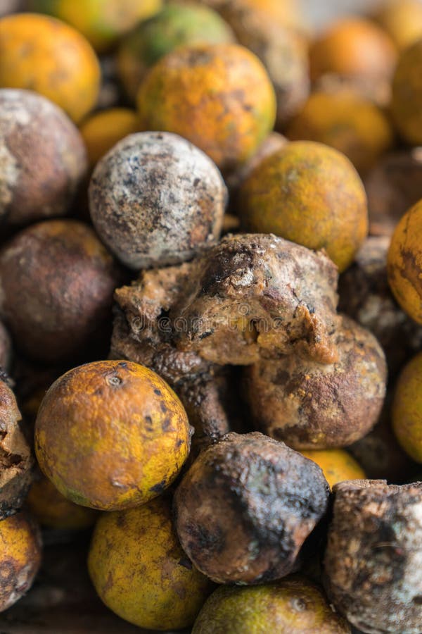 Rotten orange stock image. Image of spoilage, citrus - 97288079