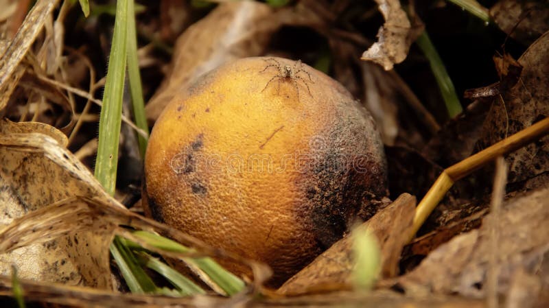 Rotten Orange Fruit Decaying in the Bush with Fungus Infections Stock ...