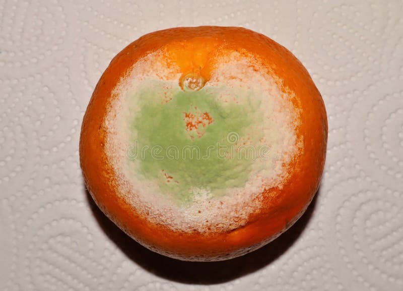 Rotten Orange Isolated on a White Background. Mouldy Fruit Stock Photo ...