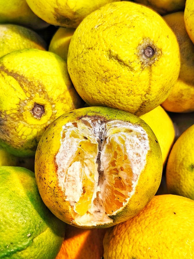Rotten Orange among Many Oranges ? Stock Image - Image of health ...