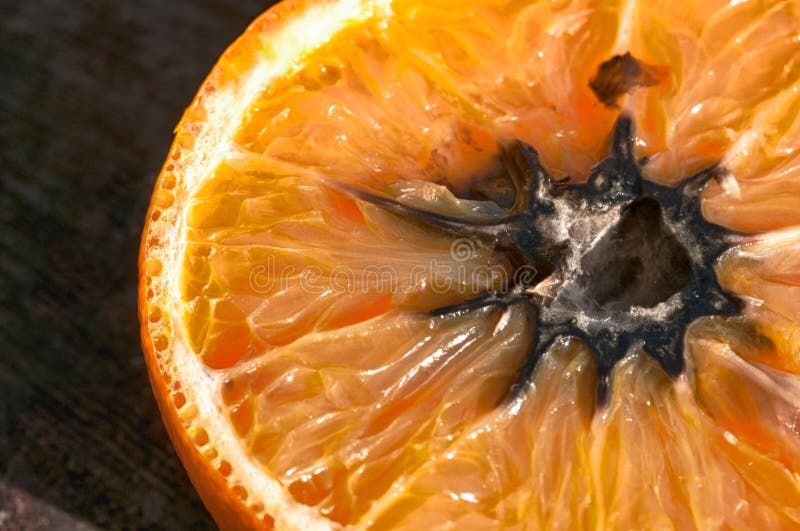 Rotten Orange with Mold (HDR Image) Stock Photo - Image of food ...