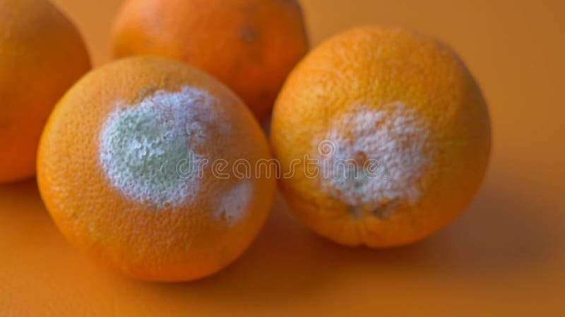 Rotten Orange. Moldy Orange on Color Background Stock Video - Video of ...