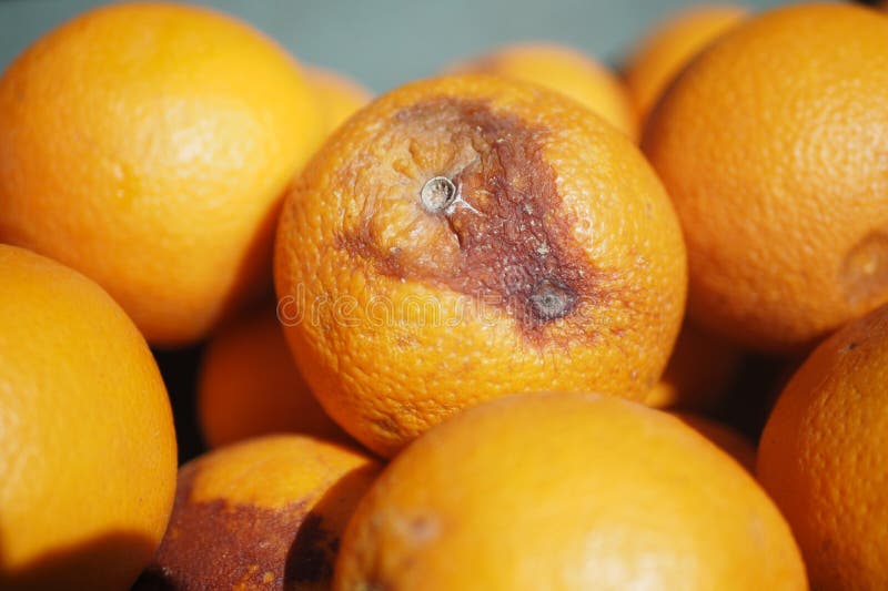 Rotten Orange. Moldy Orange on Table Stock Photo - Image of waste ...