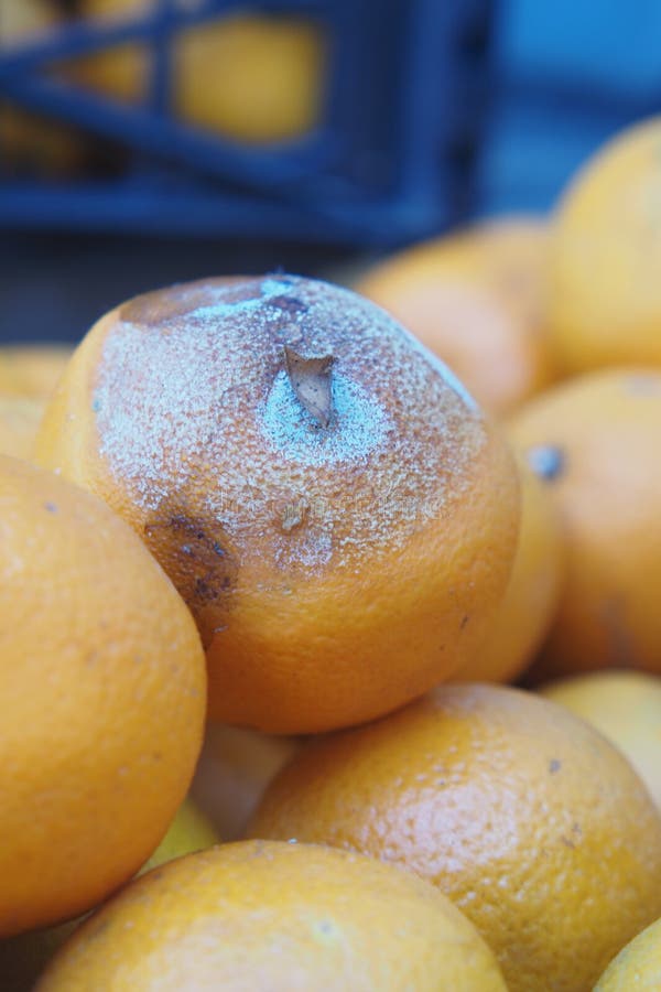 Rotten Orange. Moldy Orange on Table Stock Image - Image of growth ...