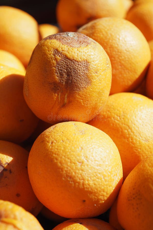 Rotten Orange. Moldy Orange on Table Stock Image - Image of smell ...