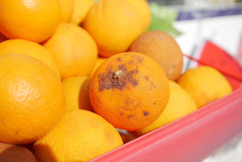 Rotten Orange. Moldy Orange on Table Stock Image - Image of consumerism ...