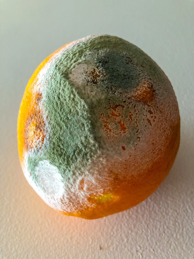Rotten Orange stock image. Image of garbage, moldy, mouldy - 188461573