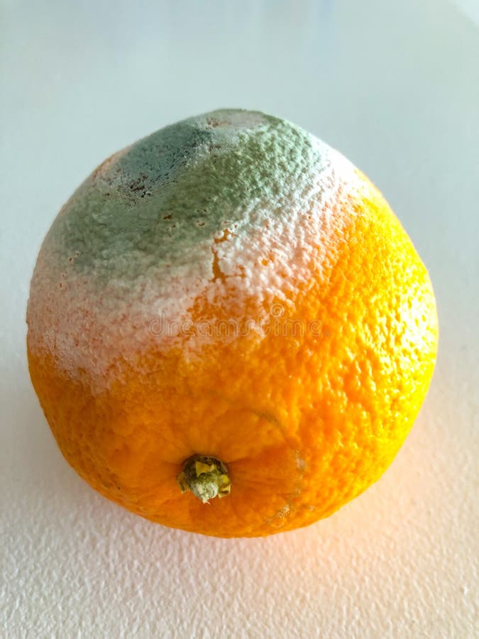 Rotten Orange stock photo. Image of mold, natural, decomposed - 189625348
