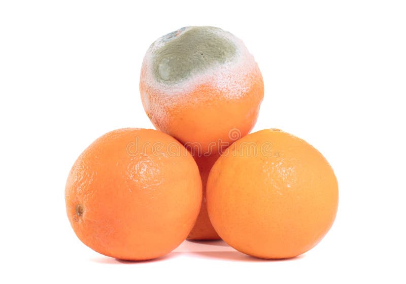 Rotten orange stock photo. Image of colorful, white - 145742000