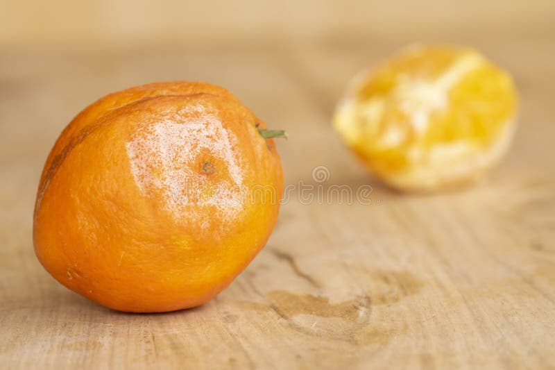 Rotten orange stock image. Image of contaminate, unpleasant - 369792721