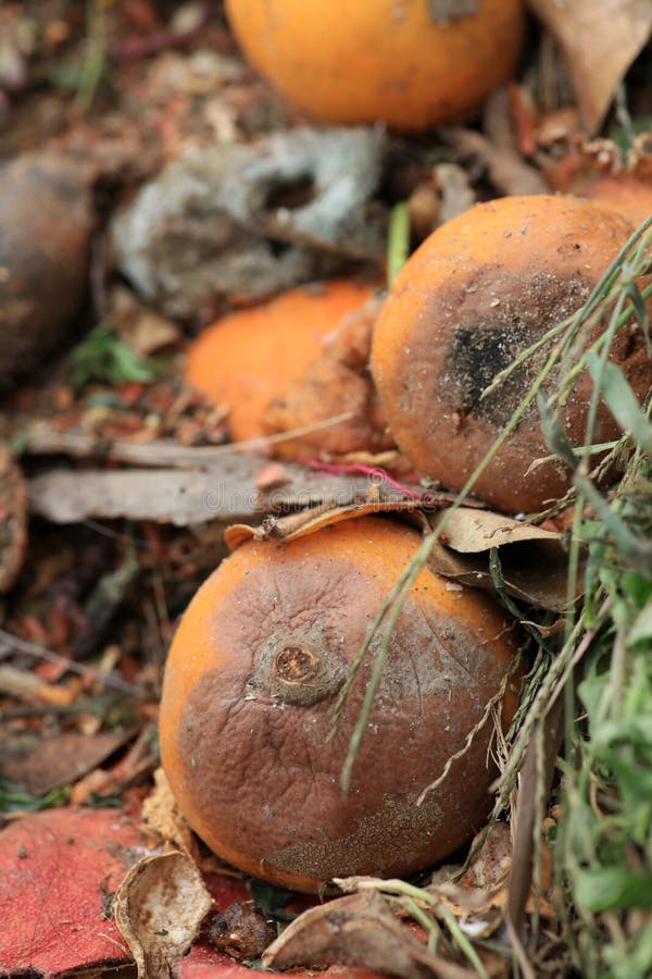 Rotten Oranges Fallen in Floor Market Price is Low Stock Image - Image ...
