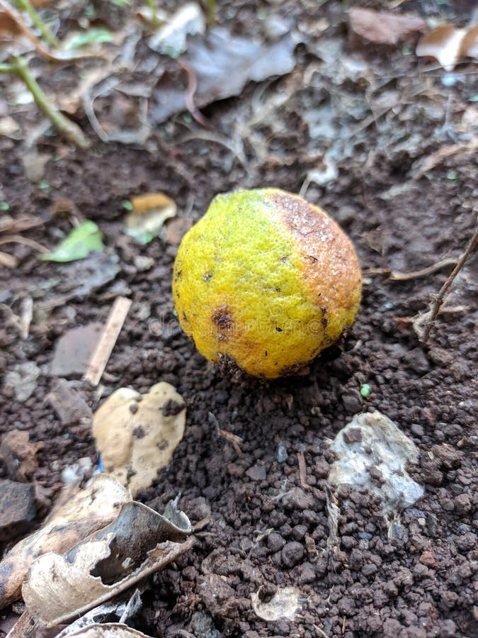 Rotten Oranges Falling from Trees Stock Image - Image of bright ...