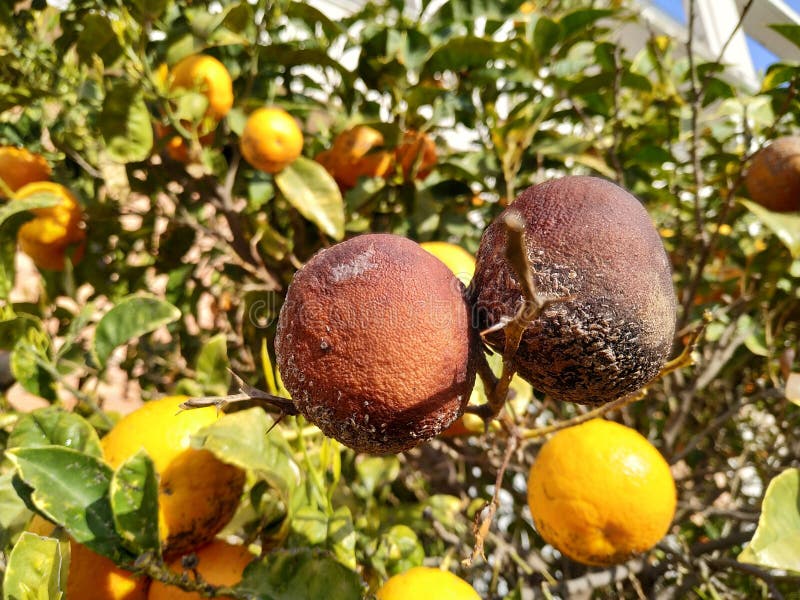 Rotten Oranges in the Orange Tree Stock Photo - Image of discharge ...