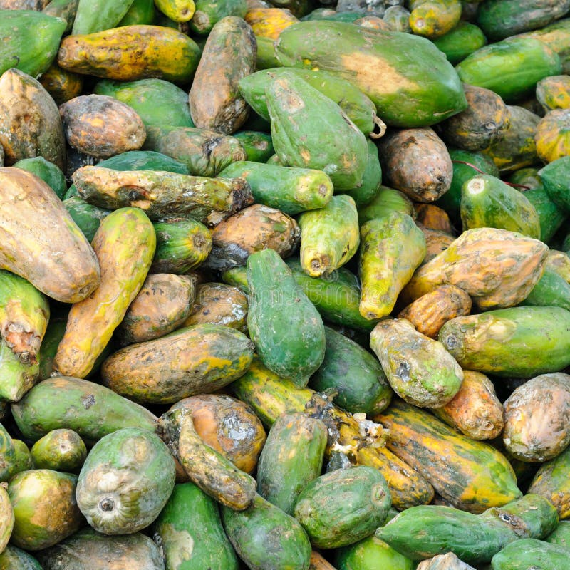 Rotten papayas stock photo. Image of natural, grungy - 22077940