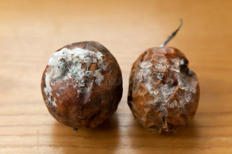 Rotten Fruits Stock Images - Download 991 Royalty Free Photos