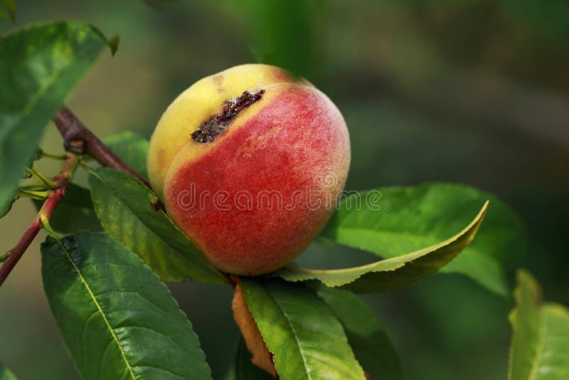 The rotten peach stock image. Image of brown, mildew - 81060003