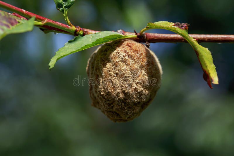 The rotten peach stock image. Image of brown, decompose - 81064259