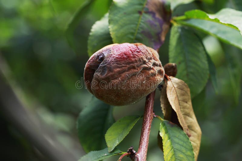 The rotten peach stock image. Image of damaged, macro - 84948345