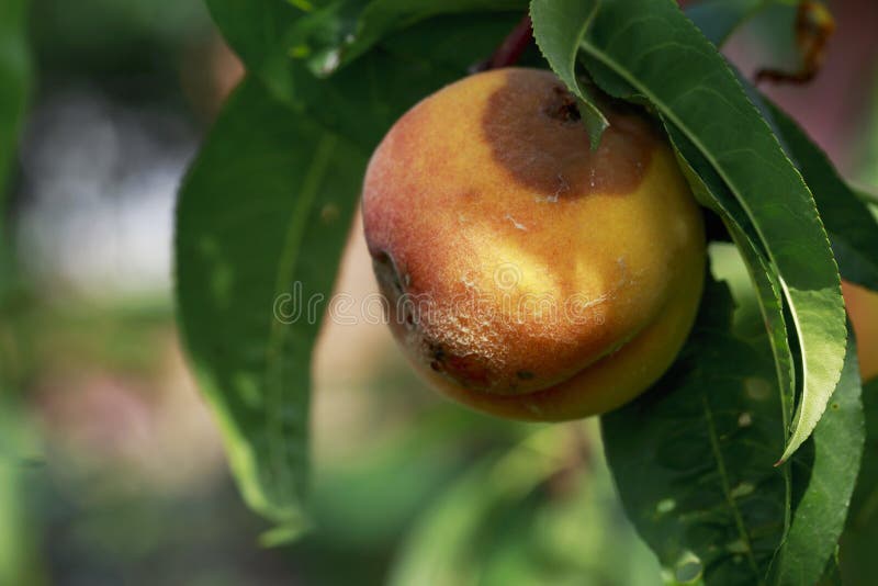 The rotten peach stock photo. Image of leaf, detail, garden - 86149184