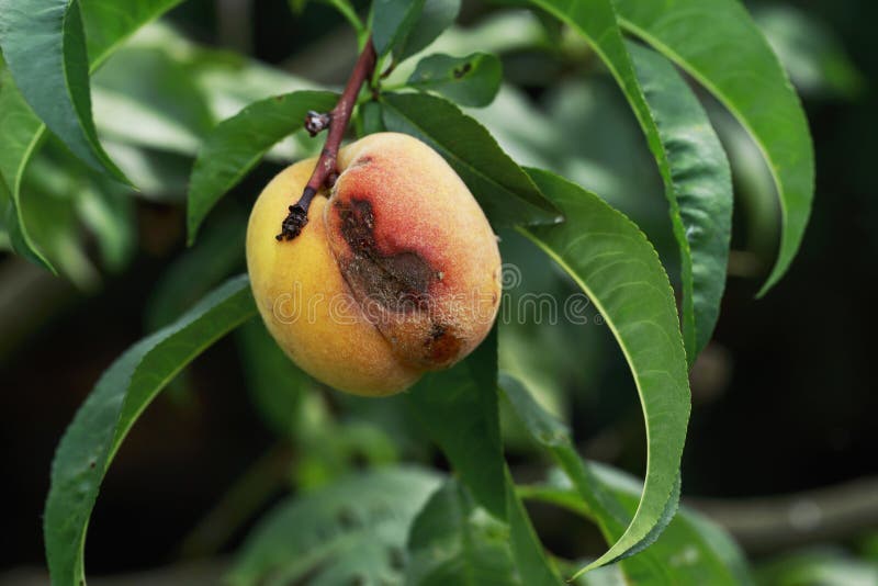 The rotten peach stock image. Image of plant, agriculture - 87844385