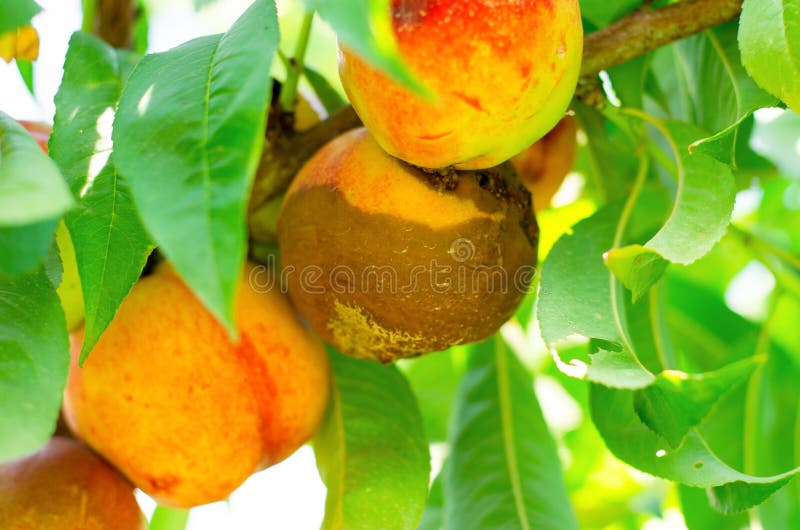 Rotten Peach on a Tree Branch Stock Photo - Image of food, mildew ...