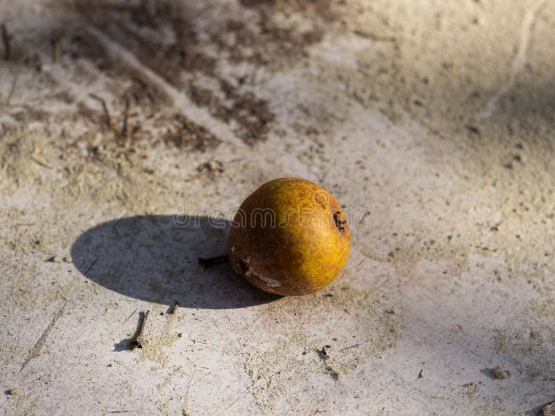 Rotten Pear on a Dirty Surface. Stock Photo - Image of produce, crack ...
