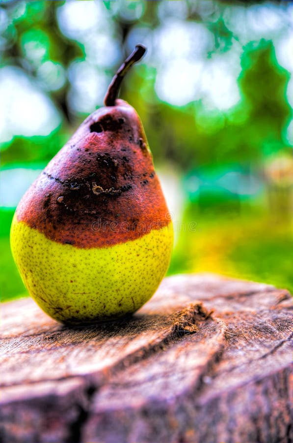 Rotten pear stock photo. Image of fermenting, color, mildew - 49415034