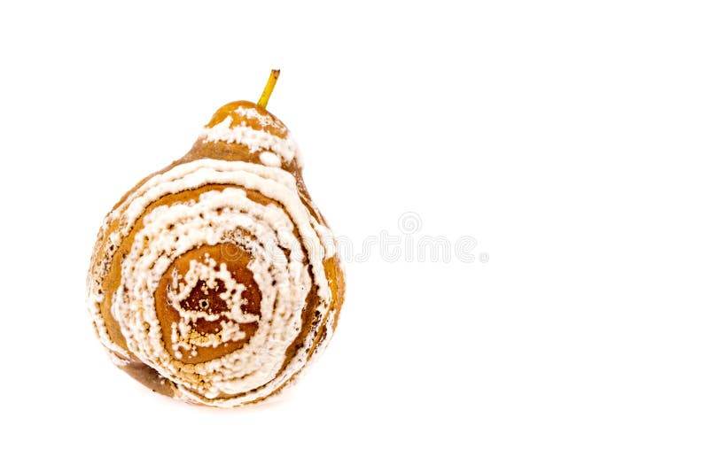 Rotten pear isolated stock photo. Image of fruit, disgust - 43961952