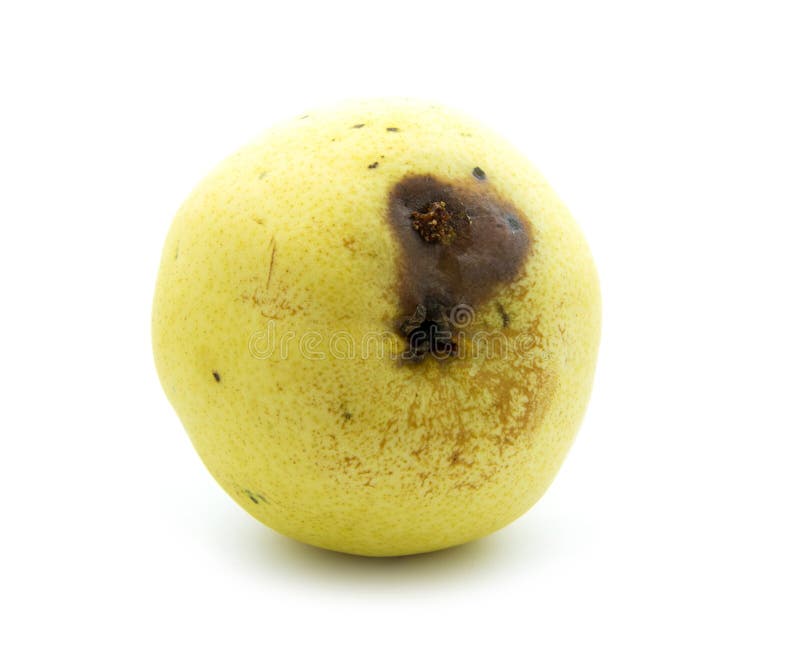 Pear stock image. Image of freshness, healthy, fruit - 31425885