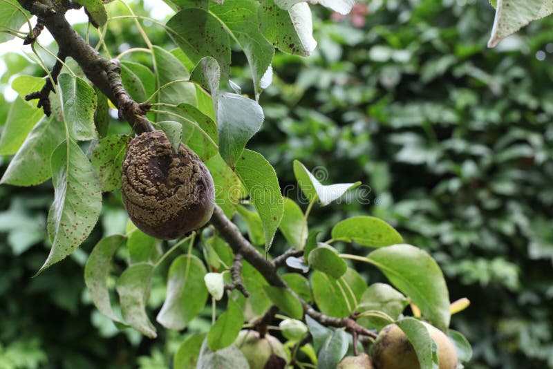 A Rotten Pear on a Tree Branch. Infected Trees. Stock Photo - Image of ...