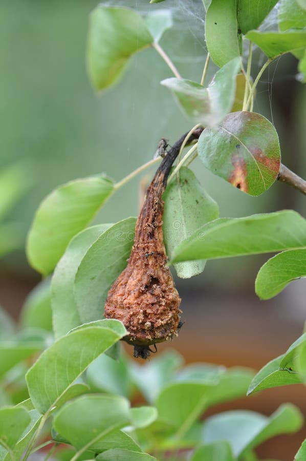 1,209 Rotten Pear Stock Photos - Free & Royalty-Free Stock Photos from ...