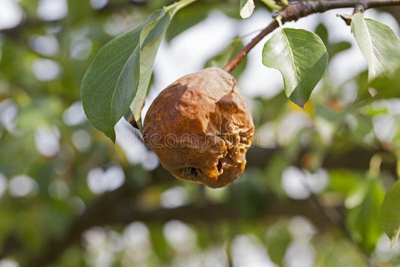 Rotten pear on the tree stock image. Image of fruit, pear - 86060905