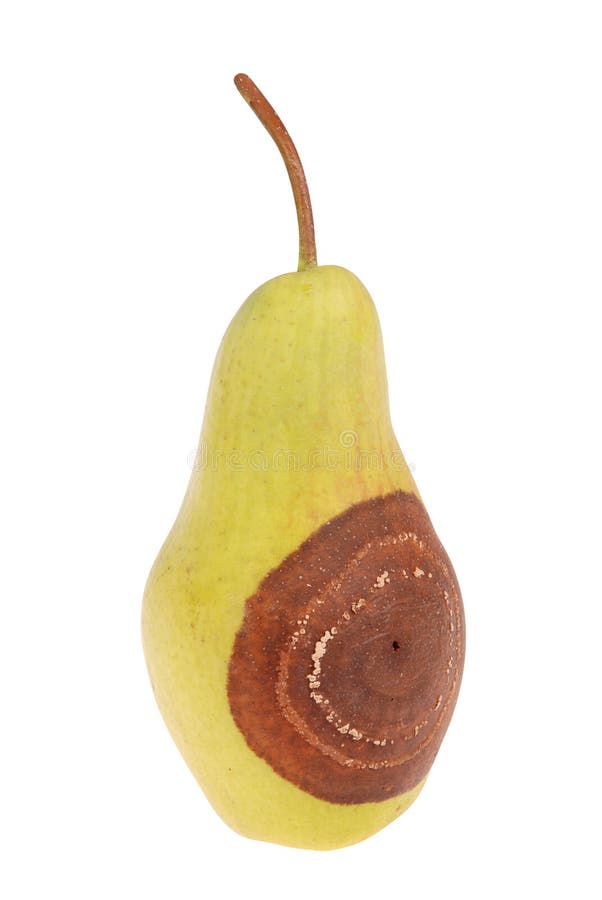 1,209 Rotten Pear Stock Photos - Free & Royalty-Free Stock Photos from ...