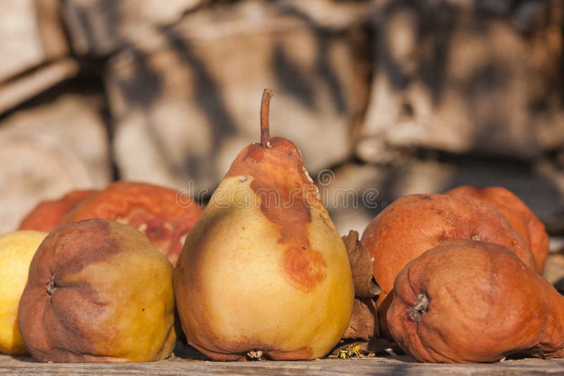 Rotten pears stock image. Image of refreshment, fresh - 26893911
