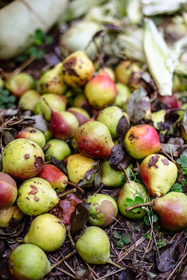 Rotten pears on the ground stock photo. Image of feculent - 123131446