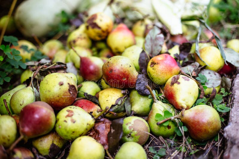 Rotten pear on the ground stock image. Image of autumnal - 100377039