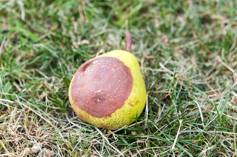 Rotten pears on straw stock photo. Image of oxidized - 77419762