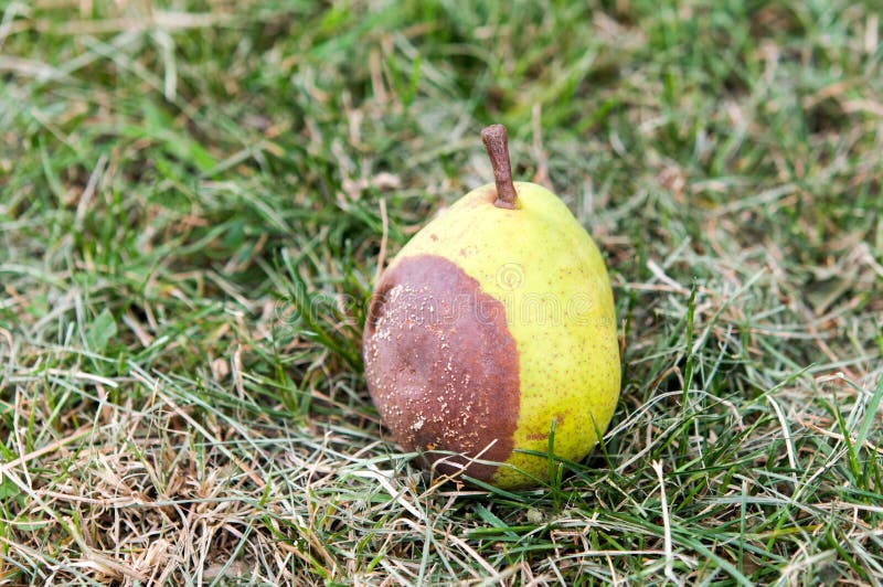 Rotten pears on straw stock image. Image of dermis, oxidized - 77419775