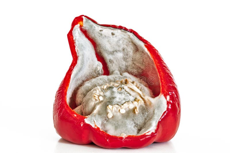 Rotten pepper stock image. Image of inedible, natural - 38887287