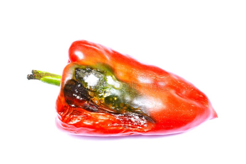 337 Old Rotten Pepper Stock Photos - Free & Royalty-Free Stock Photos ...