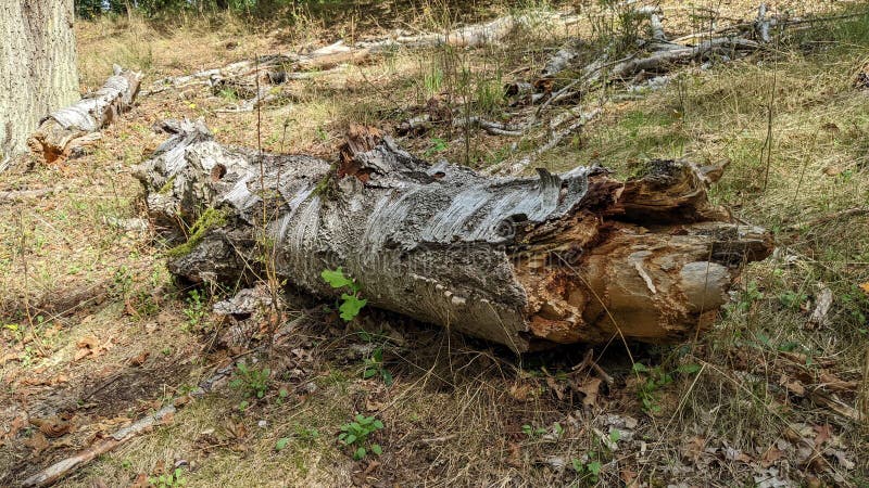 Rotten Piece of Trunk of a Broken Birch Tree after a Storm with Visible ...
