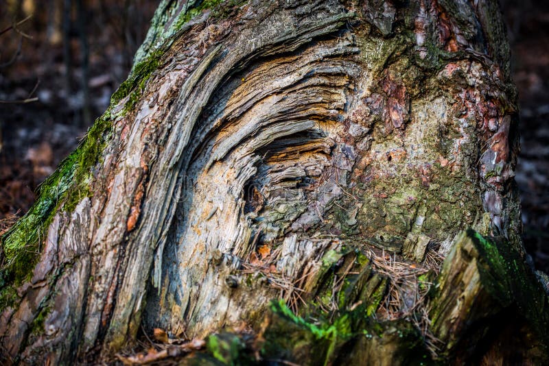 Rotten pine tree bark stock photo. Image of natural, brown - 88527722