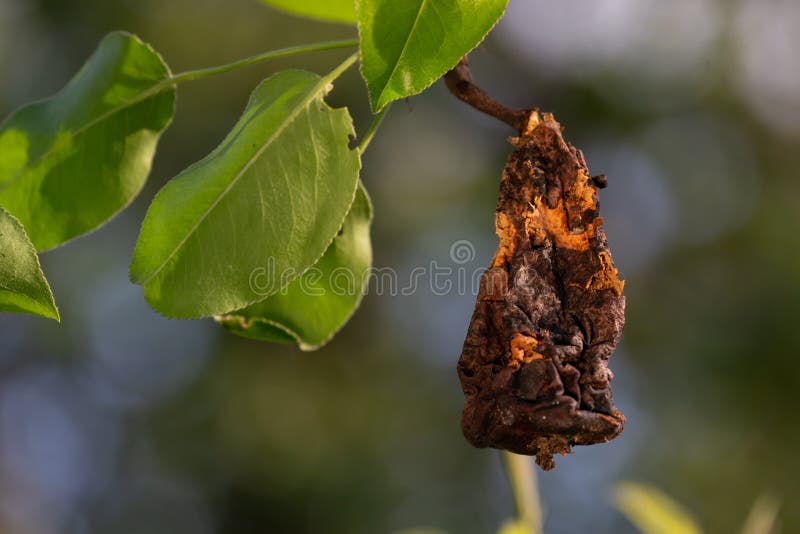 Old Rotten Tree Stump in the Autumn Forest. Autumn Mood Stock Photo ...