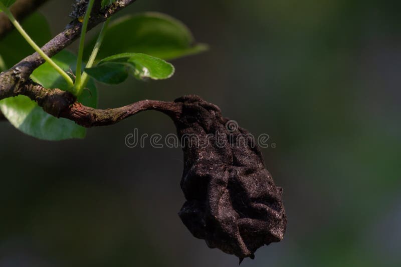 Rotten plant from the tree stock image. Image of brown - 120663997