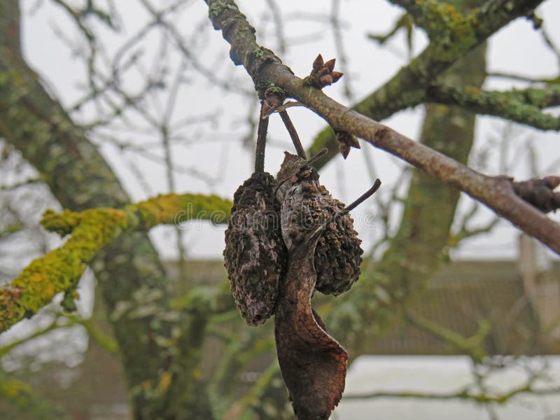 269 Rotten Plum Stock Photos - Free & Royalty-Free Stock Photos from ...