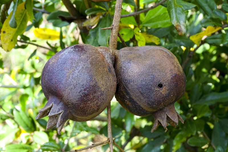 Rotten Pomegranate Fruit on Pomegranate Plant. Stock Photo - Image of ...