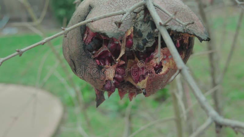 Rotten Pomegranate Split Open and on a Tree in Winter Stock Video ...