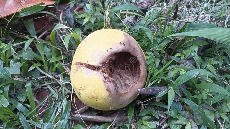 Rotten Pomelo Stock Photos - Free & Royalty-Free Stock Photos from ...